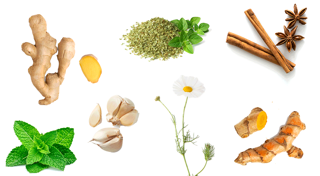 Carminative Herbs & Spices to Keep at Home | OWL Venice